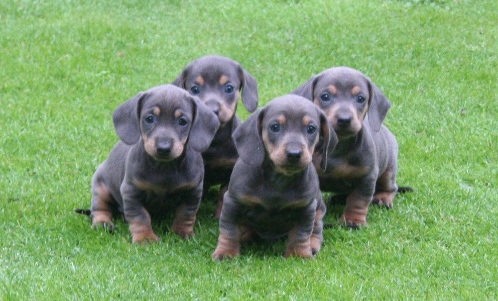 Teckel pups te koop - Hondenpension de warande