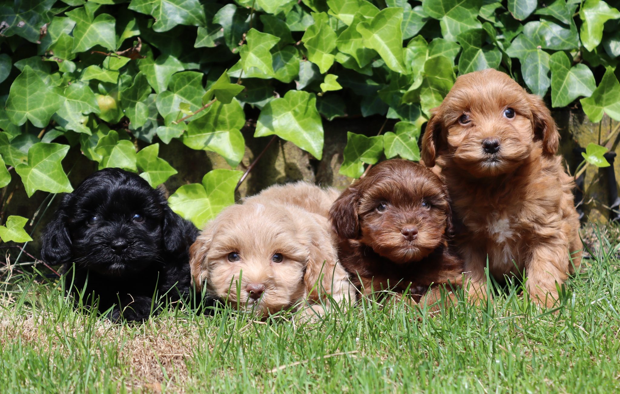 Beschikbare pups | Designer Dogs Warande Gilze
