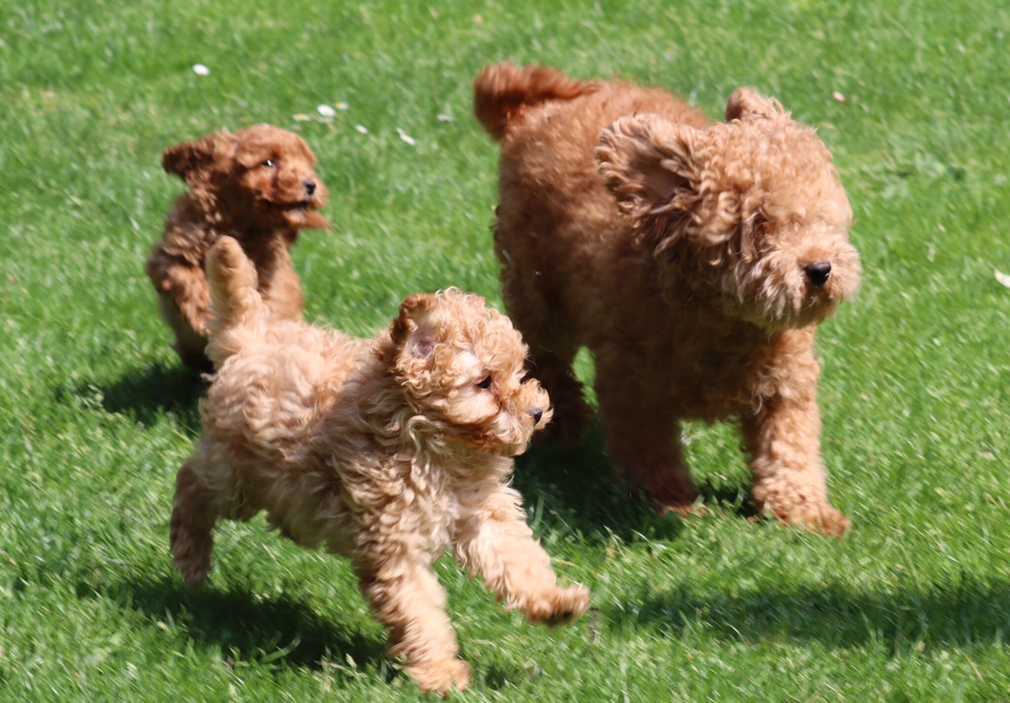 Poedel pups | Toy poedel of dwerg poedel kopen bij Designer Dogs