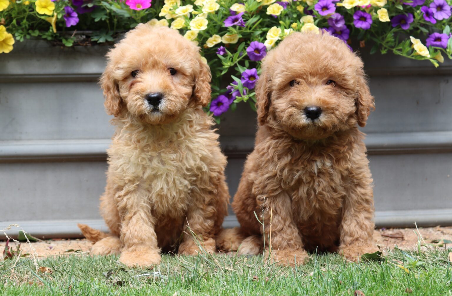 Mini Labradoodle | Vind jouw perfecte maatje bij Designer Dogs