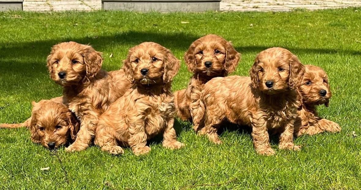 Hondenpension De Warande Broodfokker - Hondenpension De Warande